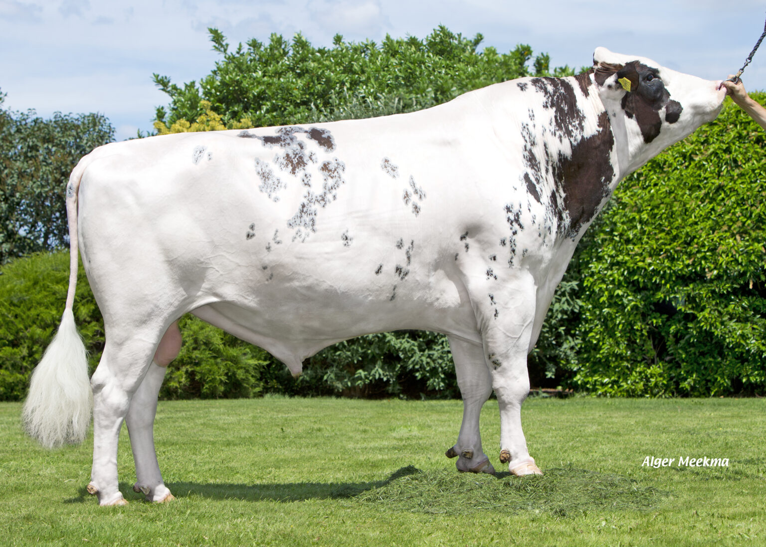 At KI Samen, the bulls are proof of proven success!