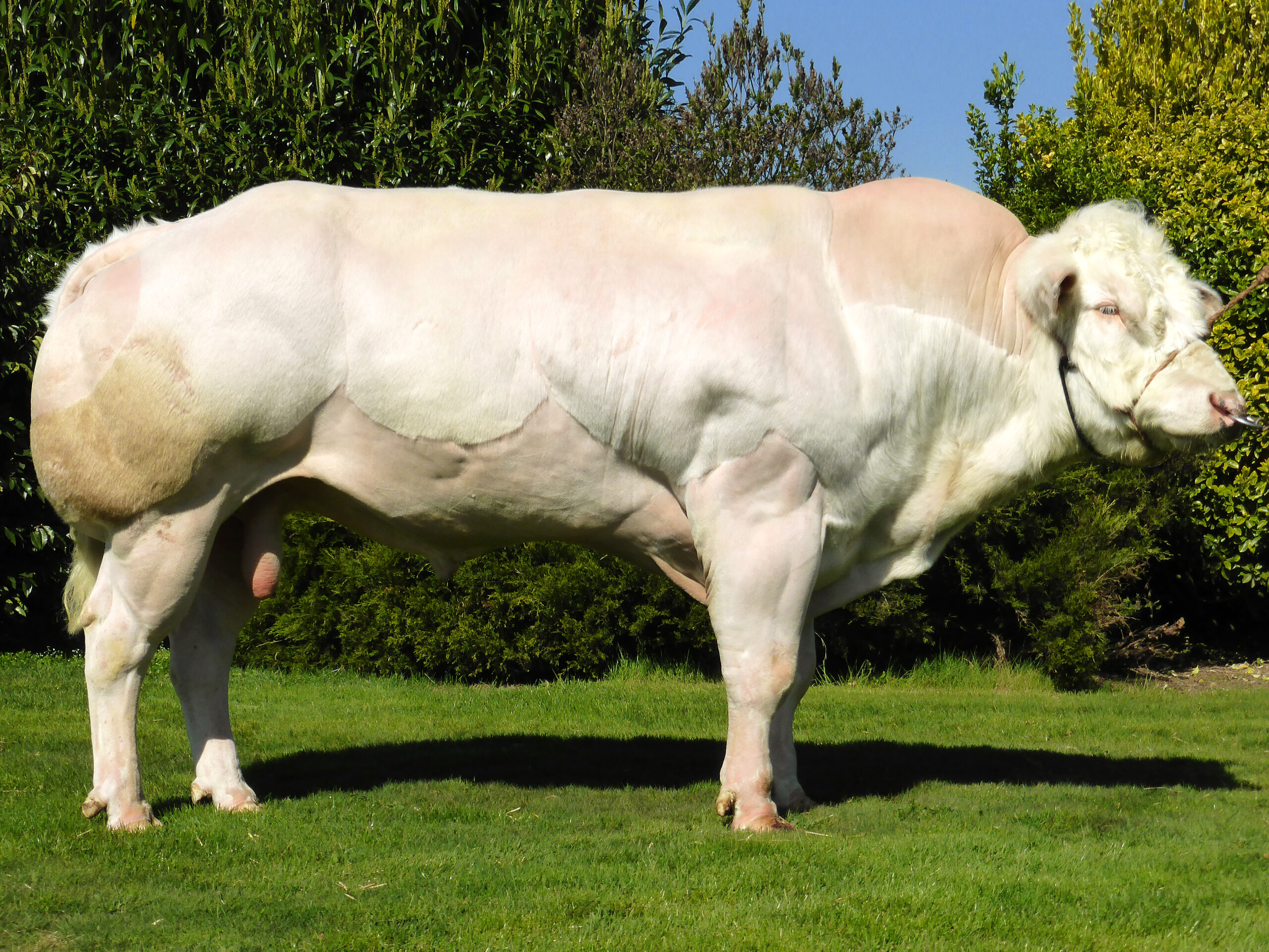 Belgian Blue beef on dairy | K.I. Samen