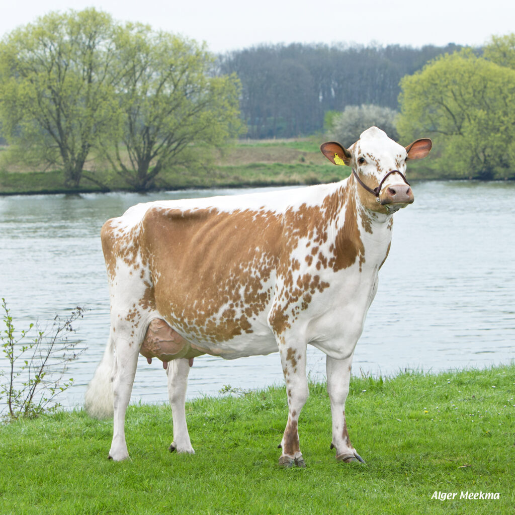 Their distinctive markings make Lineback bulls unique
