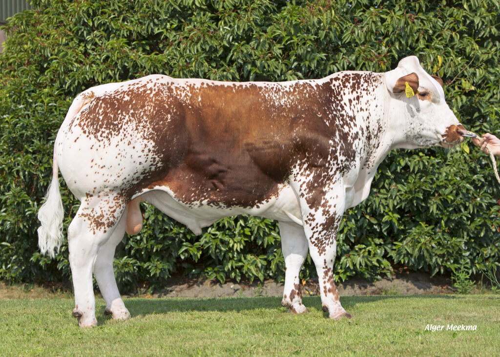 Their distinctive markings make Lineback bulls unique