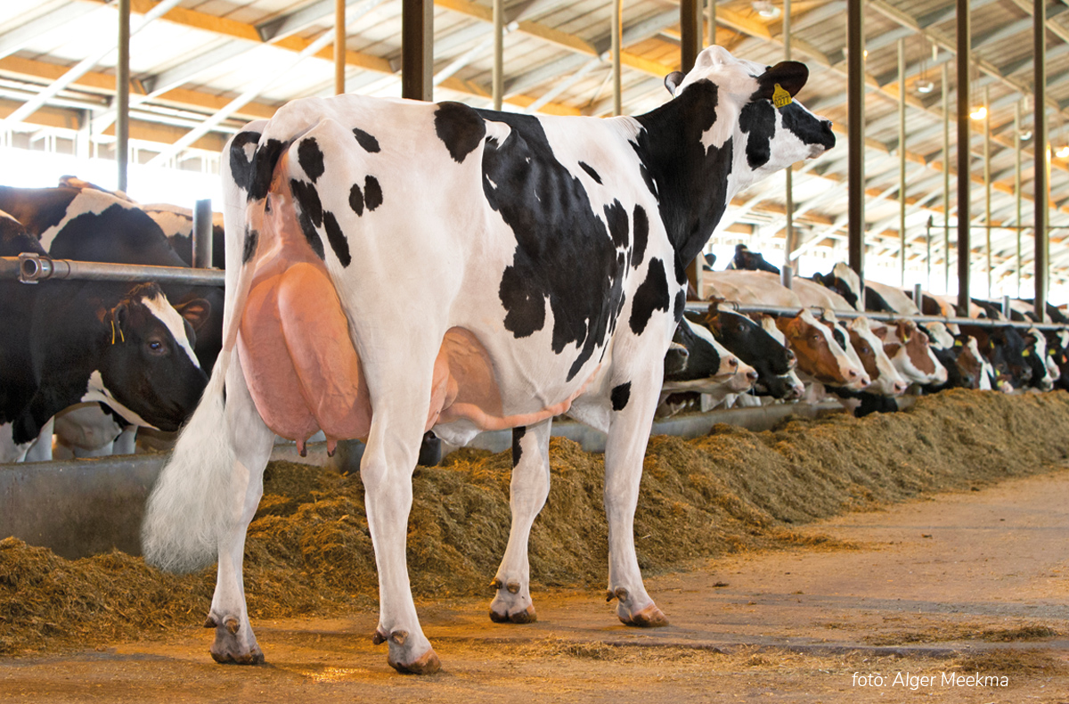 Excursion at the dairy breeding farm K.I. Samen Grashoek NL