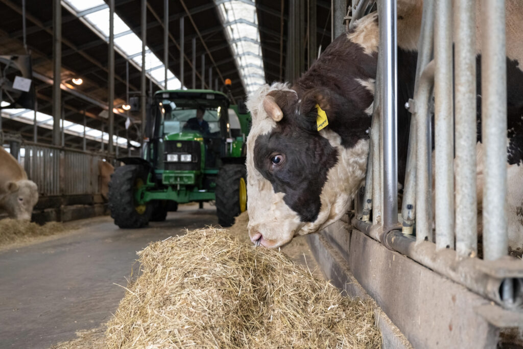 Grasdag 2023: silage harvesting, roughage, cows