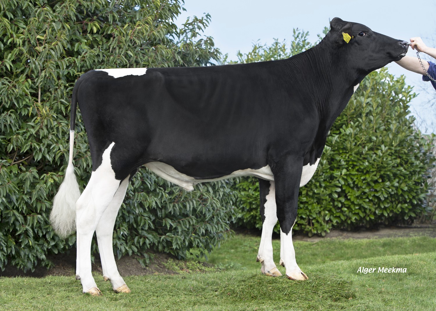 Gladstone is the new future bull of the month