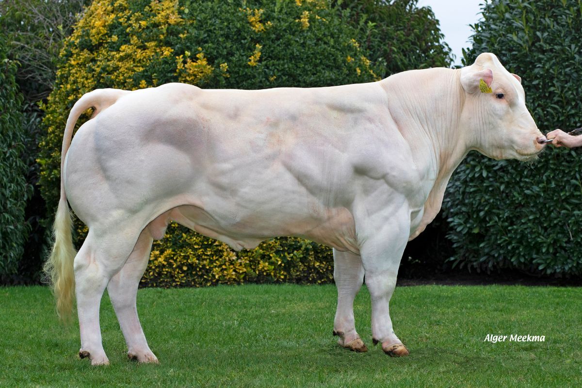 Increasing global trend for beef on dairy bulls