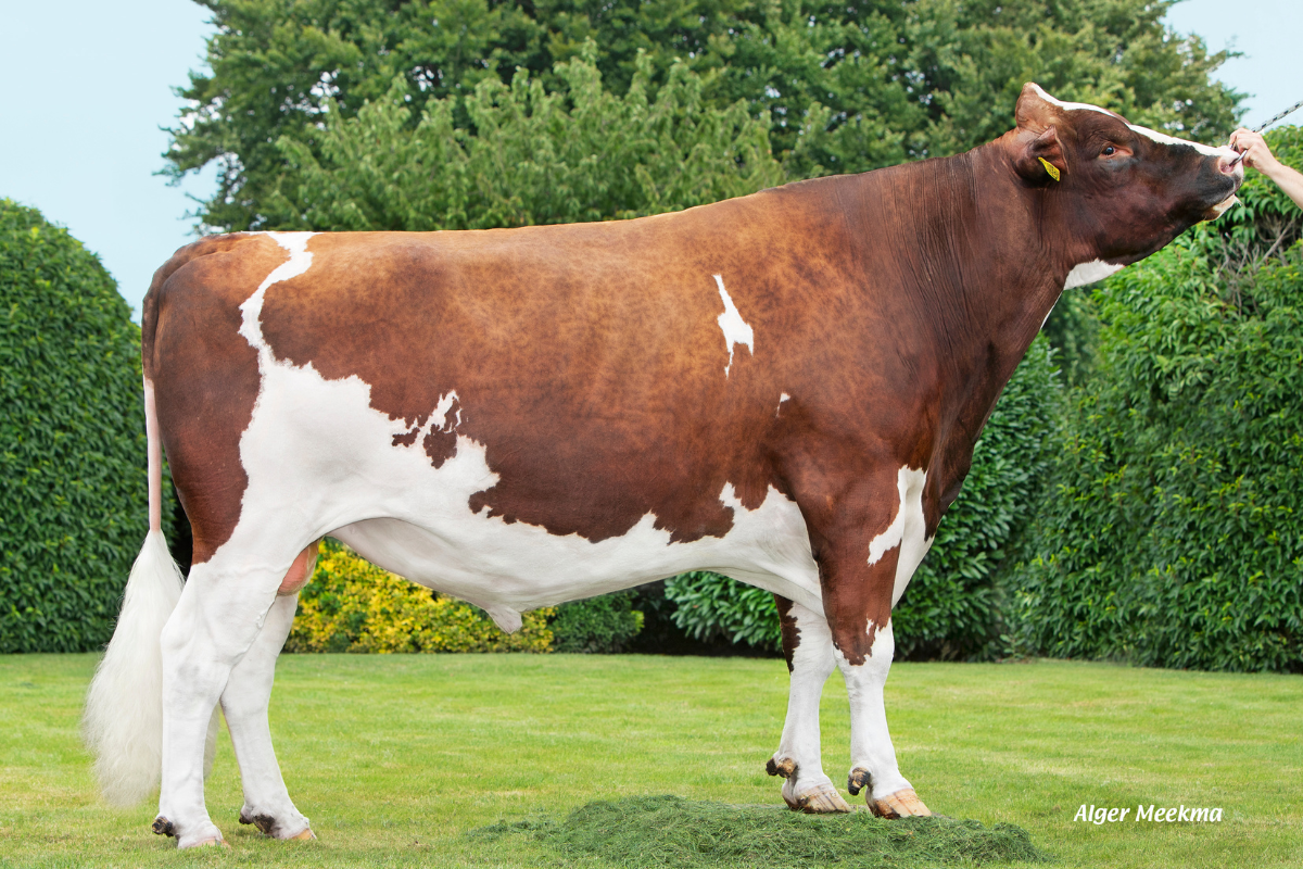 Most Remarkable Bulls Shine in the August 2025 Index